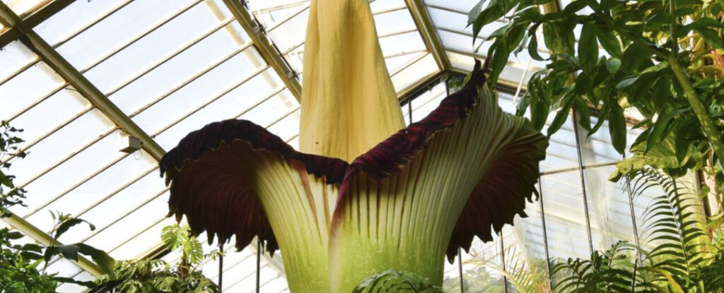 Kew's Most Famous Plant Continues to Turn Heads (And Noses) 135 Years ...