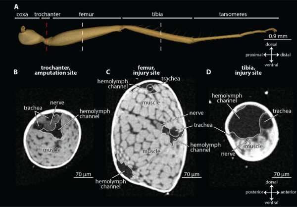 These Ants Perform Life-Saving Operations on Injured Nestmates, Similar ...