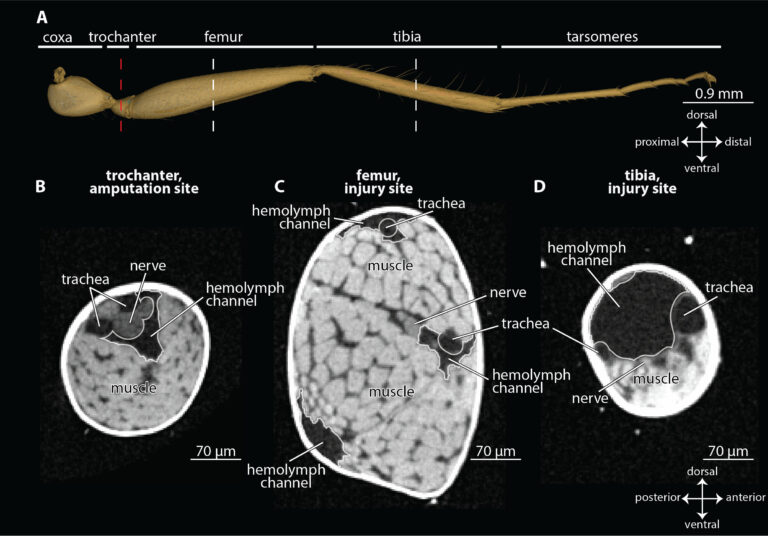 These Ants Perform Life-Saving Operations on Injured Nestmates, Similar ...