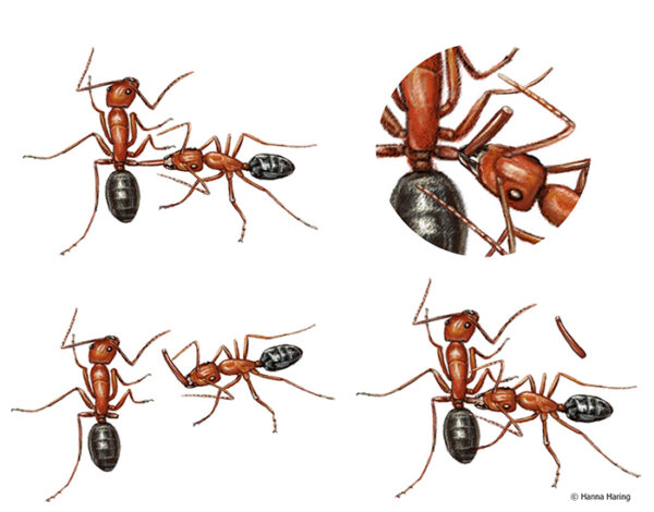 These Ants Perform Life-Saving Operations on Injured Nestmates, Similar ...