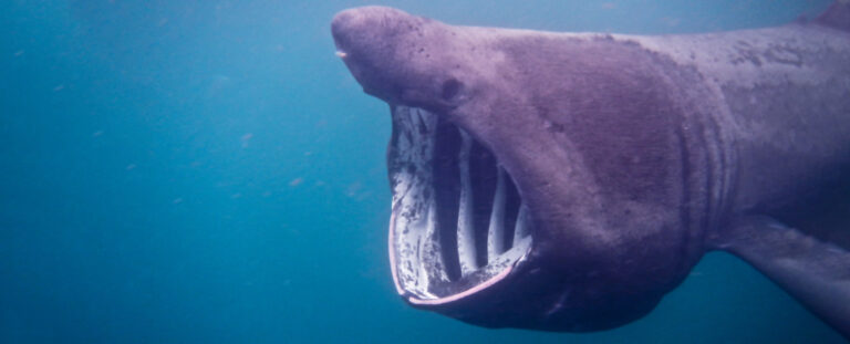 First Ever Footage Shows Endangered Shark Hit by Boat, Hours After ...