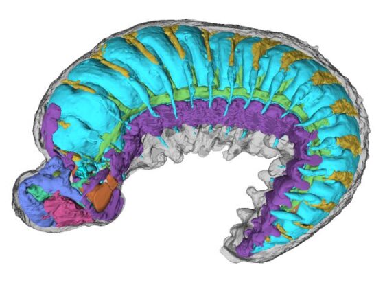 520-Million-Year-Old Fossilized Larva Found With Preserved Brain And ...