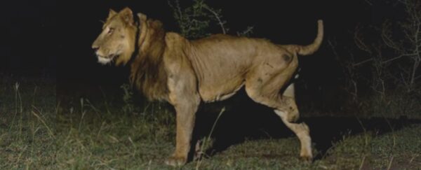 Lion With 3 Legs Makes Death-Defying Swim Across Predator-Infested ...