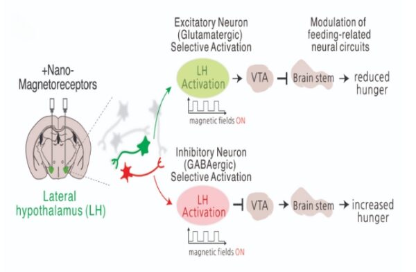Scientists 'Mind Controlled' Mice Remotely in Extraordinary World First ...