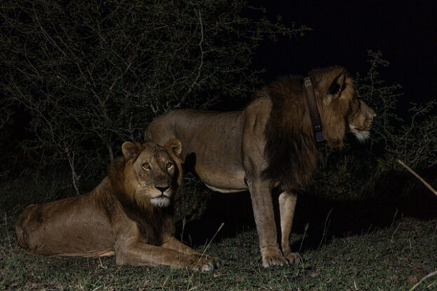 Lion With 3 Legs Makes Death-Defying Swim Across Predator-Infested ...