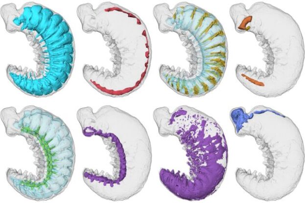 520-Million-Year-Old Fossilized Larva Found With Preserved Brain And ...