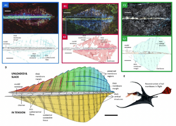 Scientists Can Finally Reveal The Secret of How Pterosaurs Took Flight ...