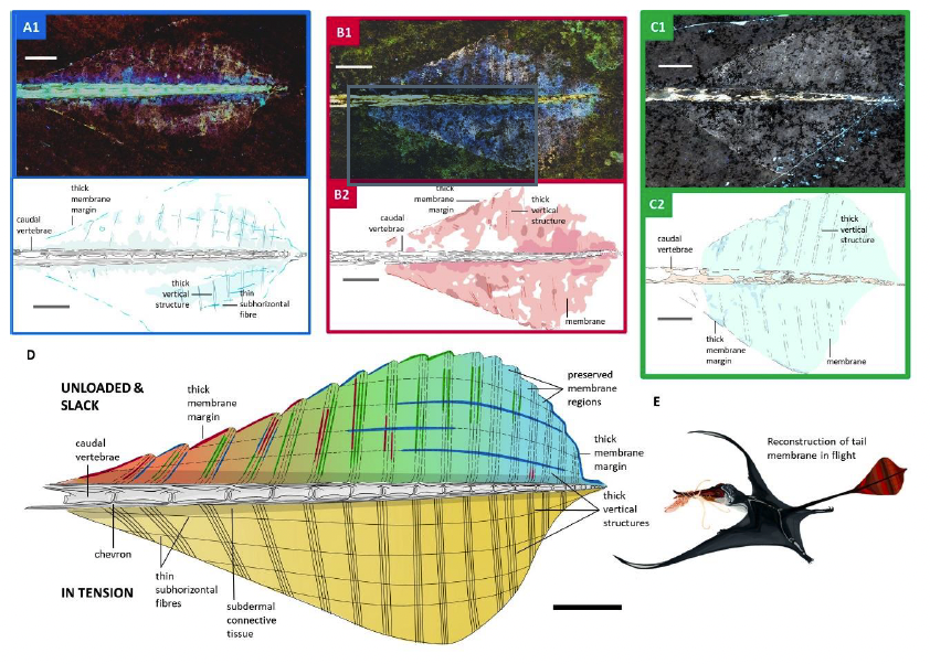 Scientists Can Finally Reveal The Secret of How Pterosaurs Took Flight ...