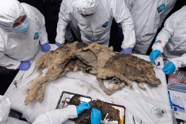 Siberian Wolf Preserved For 44,000 Years Could Host Ancient Viruses ...