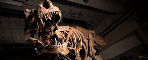 The Largest T. Rex Was Probably Much Bigger Than We Ever Realized : ScienceAlert