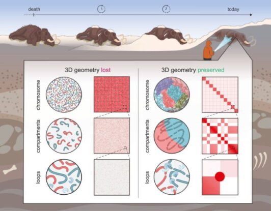 Scientists Reconstruct Mammoth Chromosomes in 3D in Amazing First ...