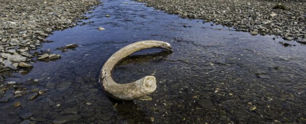 Elephant Species Vanished at a Shocking Rate With The Rise of Modern ...