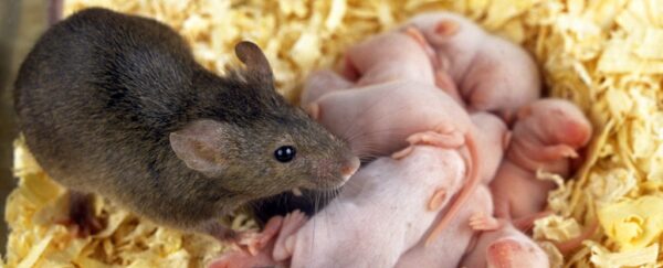 Scientists 'Mind Controlled' Mice Remotely in Extraordinary World First ...