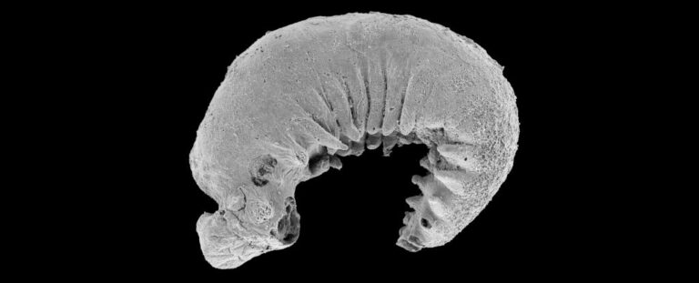 520-Million-Year-Old Fossilized Larva Found With Preserved Brain And ...