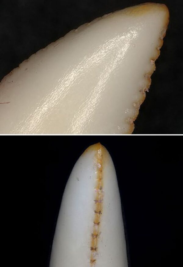 Komodo Dragon Teeth Have Iron Caps For Sharpness, Scientists Discover ...