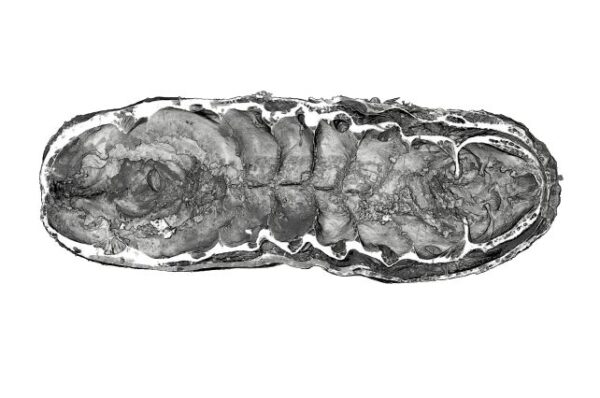 520-Million-Year-Old Fossilized Larva Found With Preserved Brain And ...
