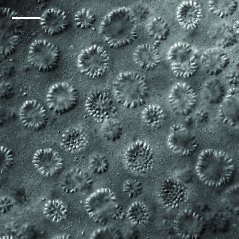 Strange New Species Found in Toxic Lake Could Hold Clues to Life's ...