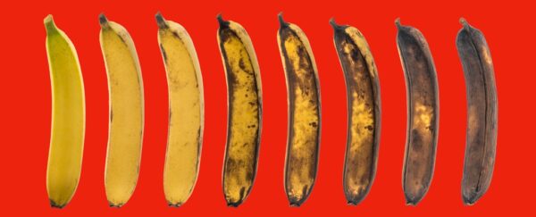 Scientists May Have Found a Way to Save The Banana From Extinction ...