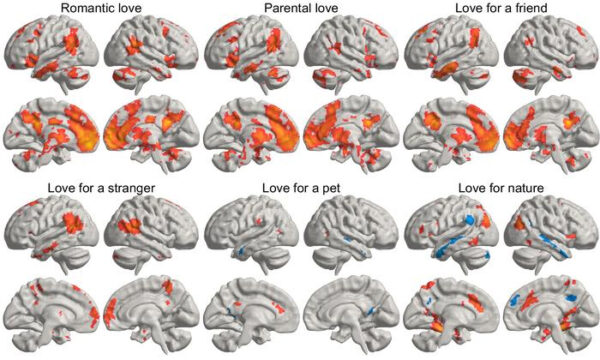 Love's Location in Our Brain Depends on The Target of Our Affection ...