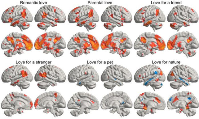 Love's Location in Our Brain Depends on The Target of Our Affection ...