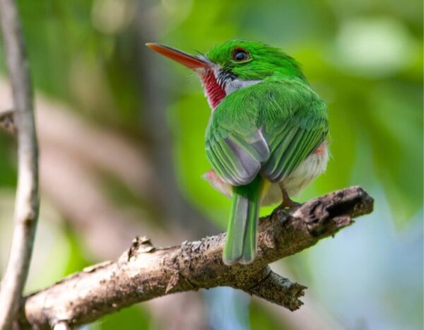 Traces of Dinosaur Catastrophe Found in Genes of Today's Birds ...