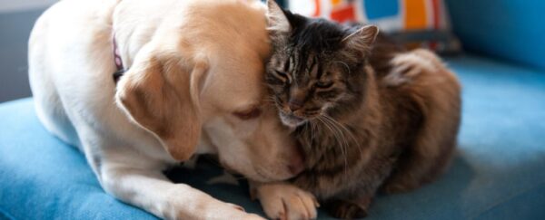 Cats Show Signs of Grief When Fellow Pets Die… Even Dogs : ScienceAlert