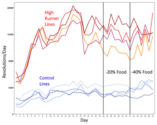 Cutting Calories May Not Impact Your Exercise Performance After All ...