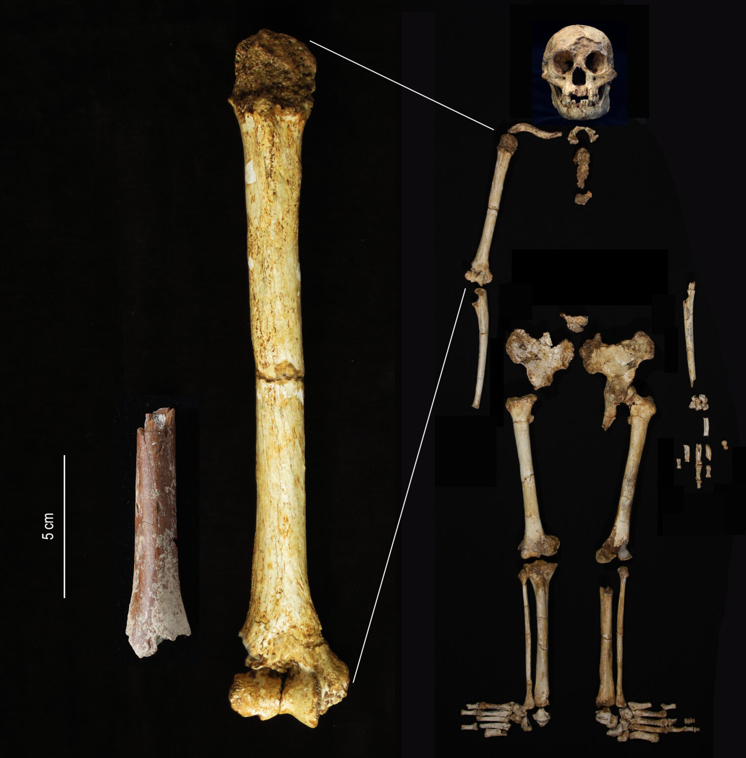 Smallest Known Species of Human May Have Had an Even Smaller Ancestor ...
