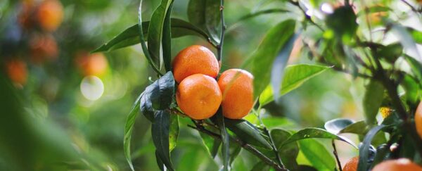 This Disease Is Wreaking Havoc on Citrus Fruit - And It's Spreading ...