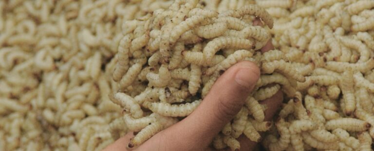 Maggots Are Tiny Heroes of Medicine. Here's Why We Should Love Them ...