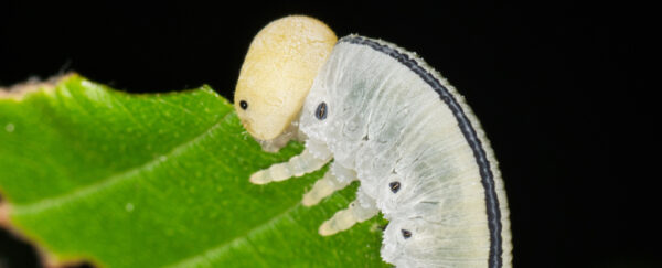 Streetlights Could Be Causing Insects to Starve, Scientists Warn ...