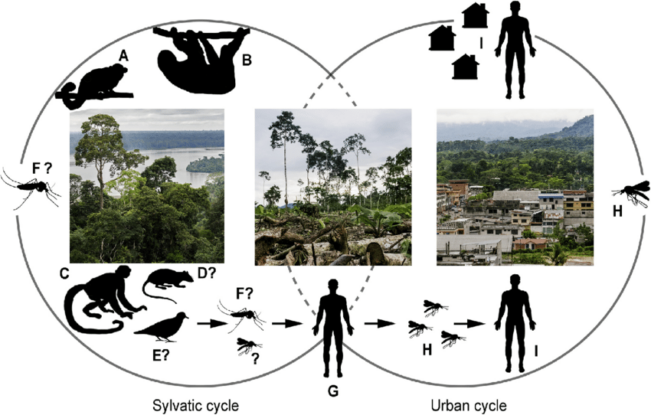 First US Cases of 'Sloth Fever' From Oropouche Virus Reported ...