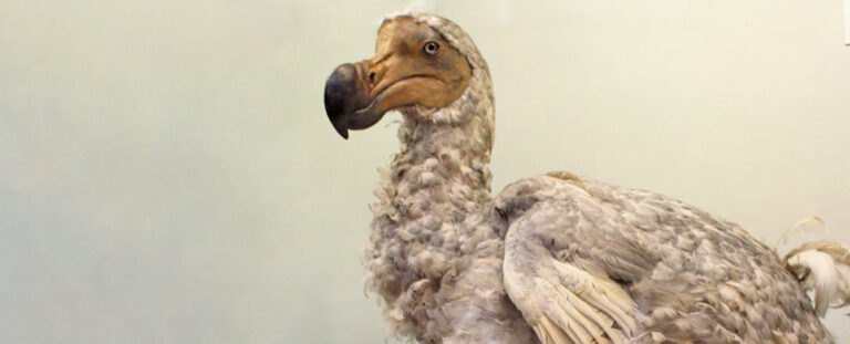 A New Look at The Dodo Changes Our View of This Iconic, Unique Creature ...