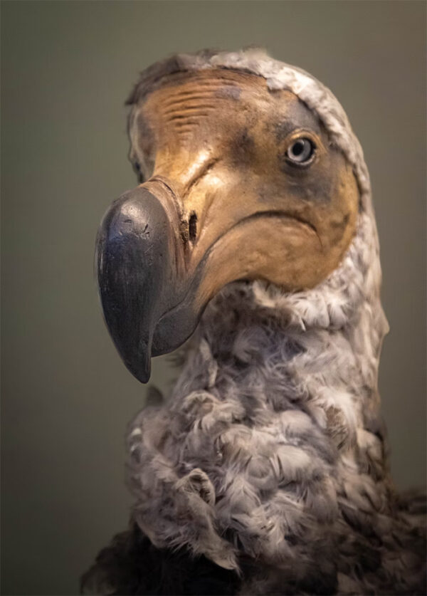 A New Look at The Dodo Changes Our View of This Iconic, Unique Creature ...