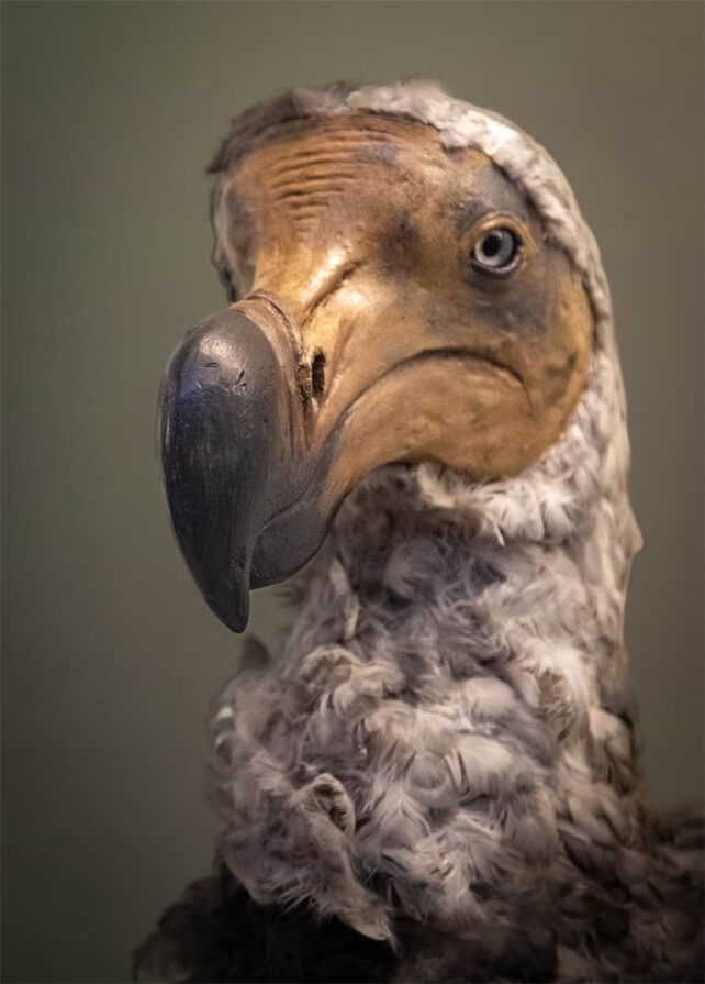 A New Look at The Dodo Changes Our View of This Iconic, Unique Creature ...