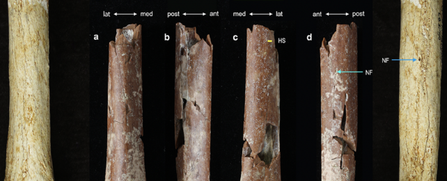 Smallest Known Species of Human May Have Had an Even Smaller Ancestor ...