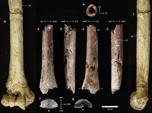 Smallest Known Species of Human May Have Had an Even Smaller Ancestor ...