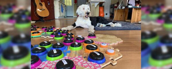 Dogs Really Do Understand The Words in Those Viral Videos, Study ...