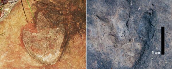 Matching Dinosaur Footprints Found 3,700 Miles Apart Reveal Earth's ...