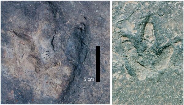 Matching Dinosaur Footprints Found 3,700 Miles Apart Reveal Earth's ...