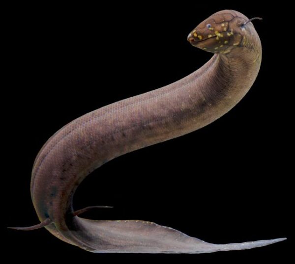Weird Fish Breaks Largest Animal Genome Record With 30x Our DNA ...