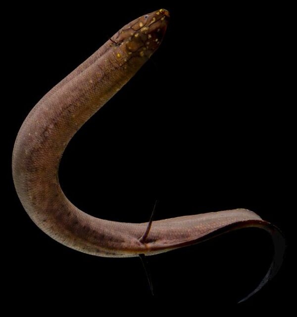 Weird Fish Breaks Largest Animal Genome Record With 30x Our DNA ...