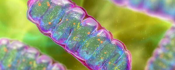 Mitochondria Dump DNA in The Brain, Potentially Cutting Years Off Our ...