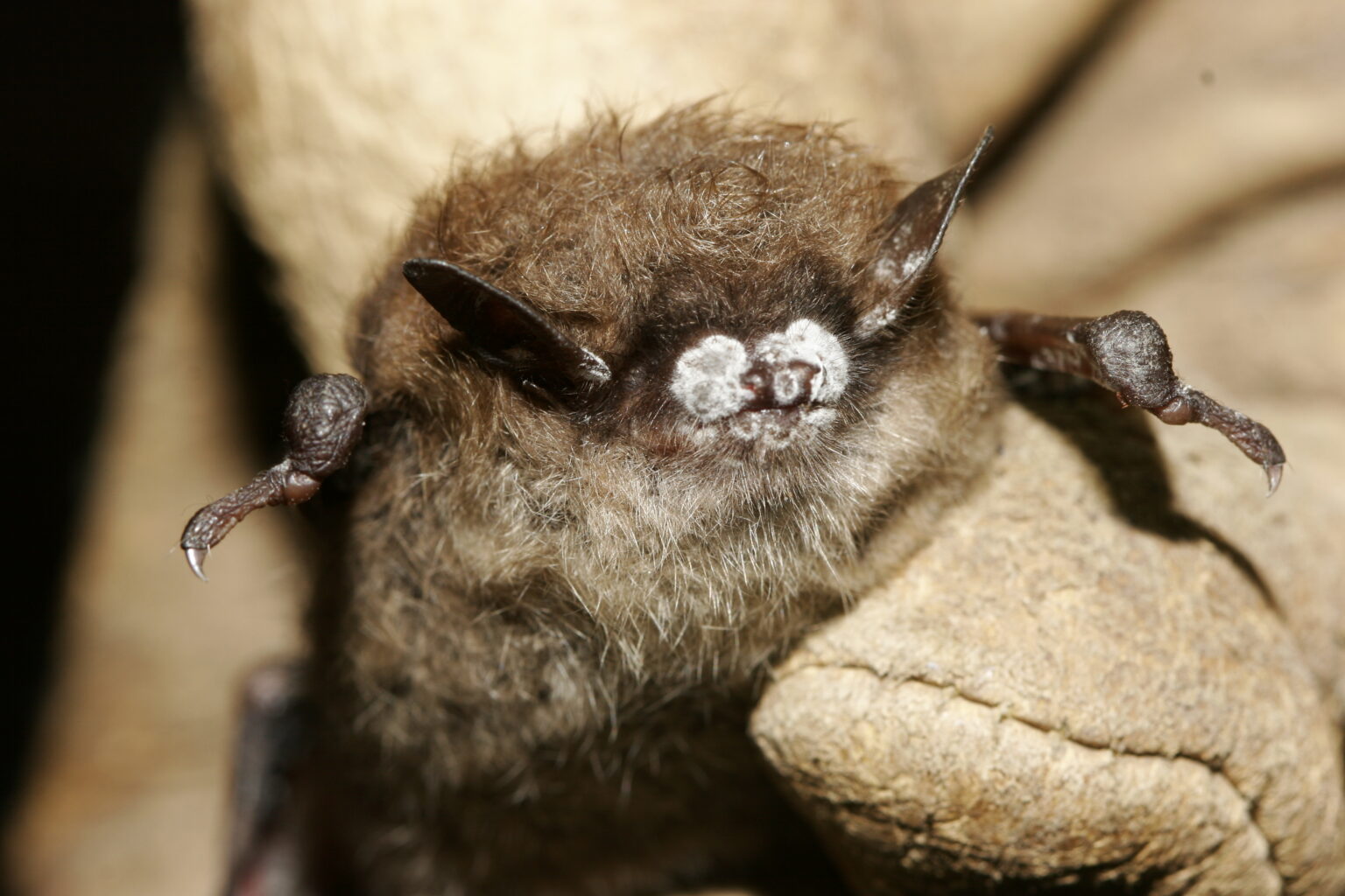 Mass Die-Off in Bats Across US Linked to Over 1,000 Human Infant Deaths ...