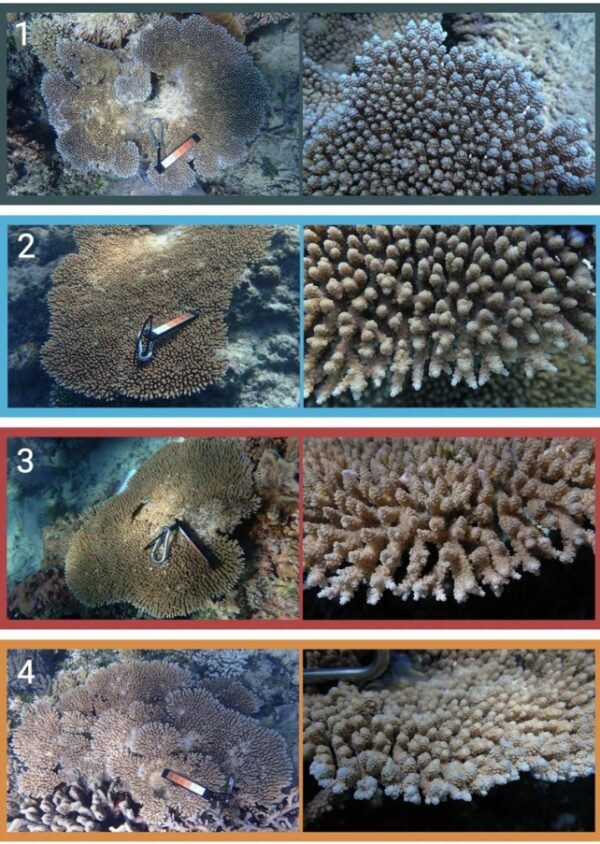 Scientists Find Corals With a Secret That Could Aid Reef Conservation ...