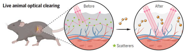 Incredible Experiment Reveals a Way to Make Skin Transparent : ScienceAlert