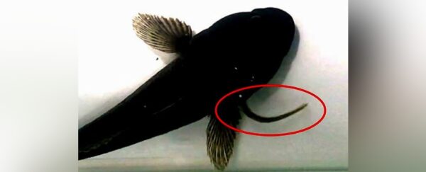 Amazing Footage Shows How Eels Escape Death After Being Swallowed ...