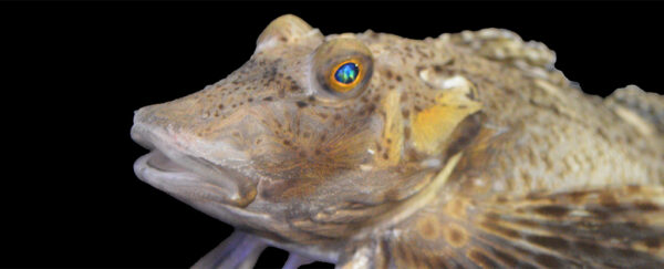 This Fish's 'Legs' Evolved a Special Sense to Find Food Hidden in The ...