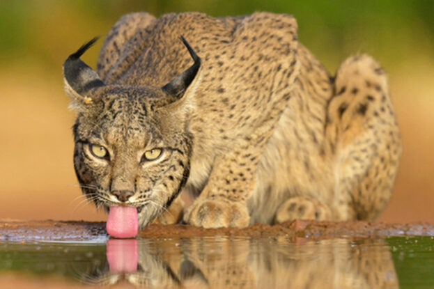 Unexpected Twist Saved Iberian Lynx From Extinction, Ancient DNA ...