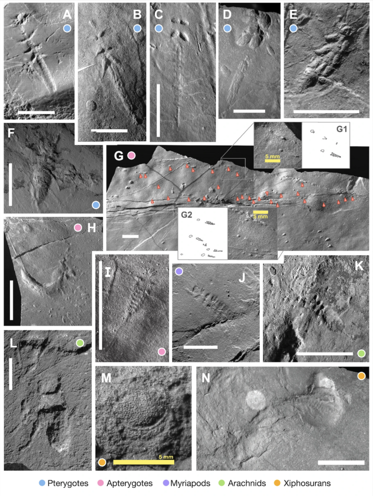 Entire Fossilized Ecosystem Reveals Over 100 Carboniferous Organisms ...